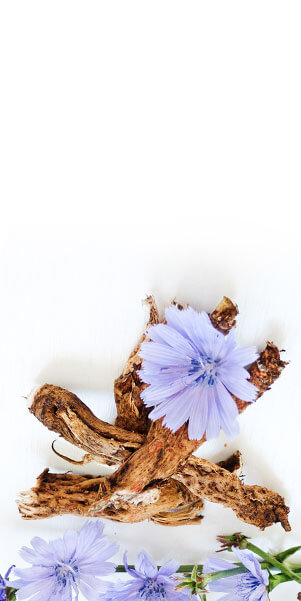 Dried Chicory Root – Dogswell