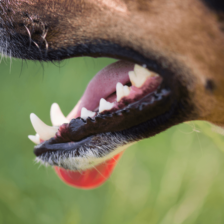 Everything You Need to Know About Dog Teeth & Dental Health – Dogswell