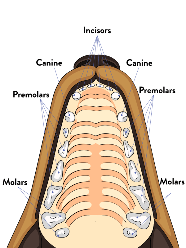 Everything You Need to Know About Dog Teeth & Dental Health – Dogswell